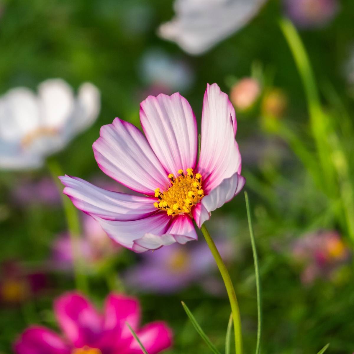 Cosmos Sensation Candy Stripe – Maranoa Fields
