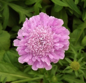 Scabiosa Ritz Rose – Maranoa Fields