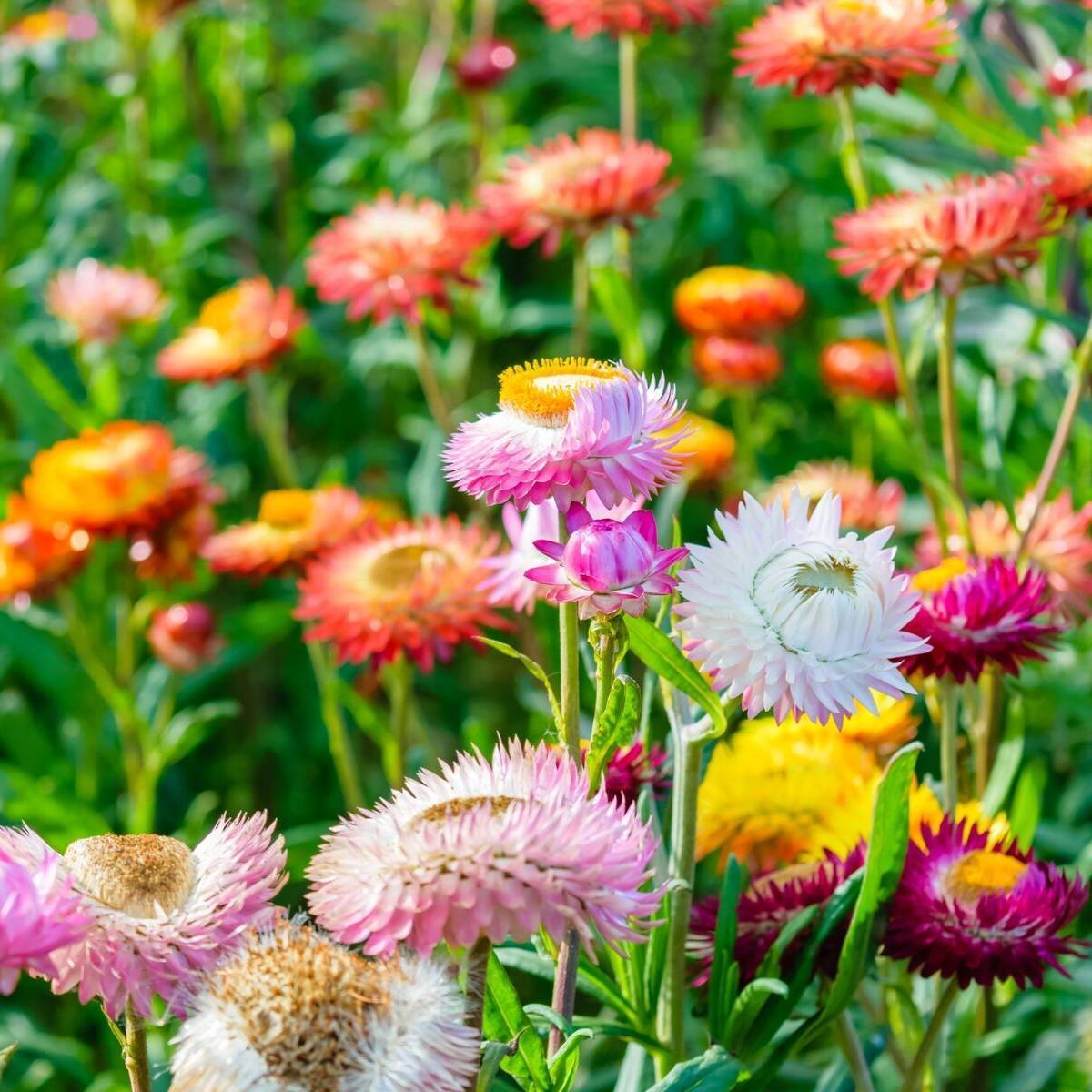 Strawflower - Mixed – Maranoa Fields